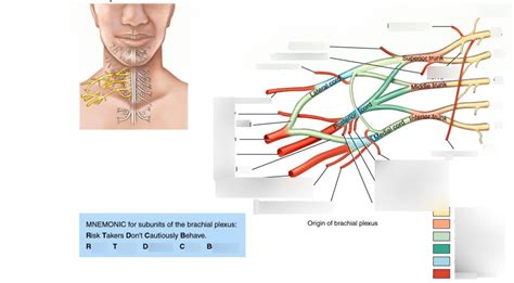 Brachial Plexus Diagram Diagram Quizlet