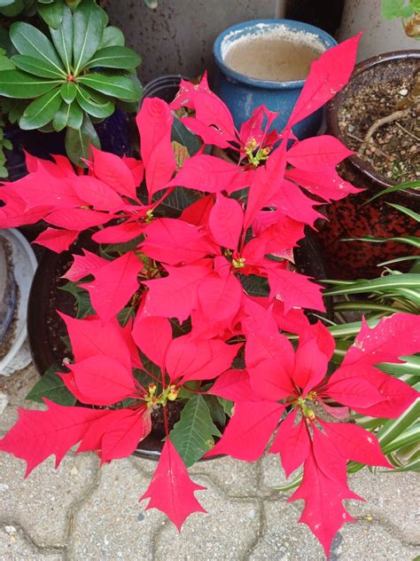 크리스마스 꽃 포인세티아 키우기 포인세티아 전설과 꽃말 성탄절의 추억 네이버 블로그