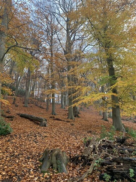 Seeing The Wood For The Trees