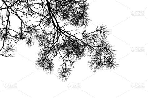 松树的树枝孤立在白色上