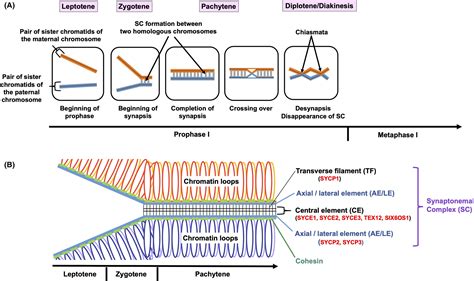 Synaptonemal Complex Proteins Modulate The Level Of Genome Integrity In Cancers Hosoya 2021