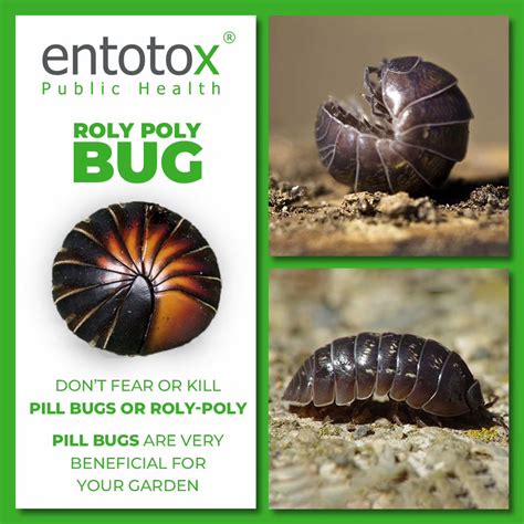 Roly Poly Bug Entotox Public Health