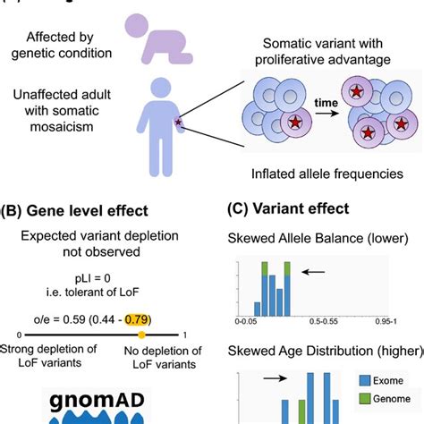 Clonal Hematopoiesis Effect On Population Data A Pathogenic Variants Download Scientific