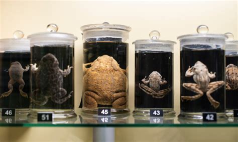 Scientists Build Robots From Living Frog Cells The Capitalist
