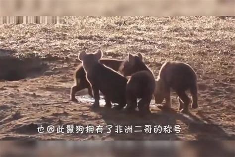 鬣狗趴车窗上一脸呆萌，车主慌得不行，网友：快跑，别被迷惑了！车主鬣狗车窗