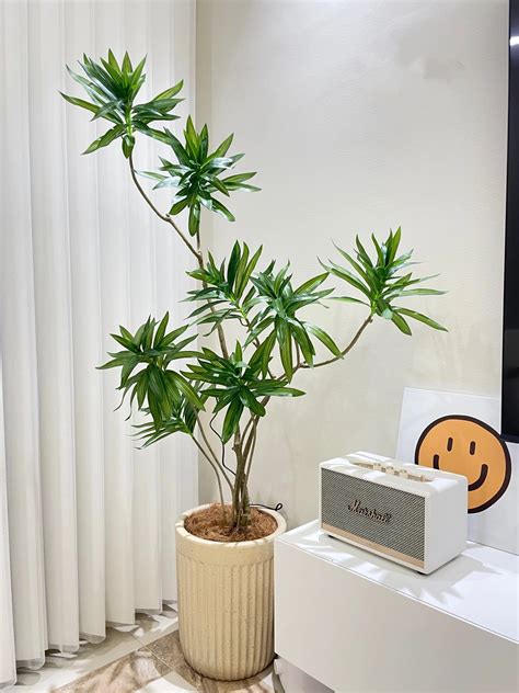 百合竹盆栽室内大型绿植观叶耐阴耐旱老桩植物净化空气造型龙血树虎窝淘
