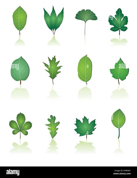 Tree Leafs And Nature Icons Vector Icon Set Stock Vector Image And Art