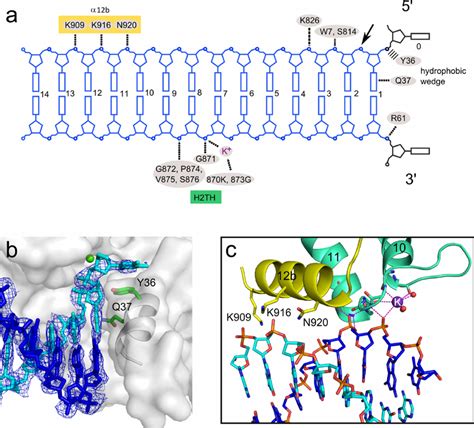 Substrate Binding A Diagram Of Proteindna Interactions The Download Scientific Diagram