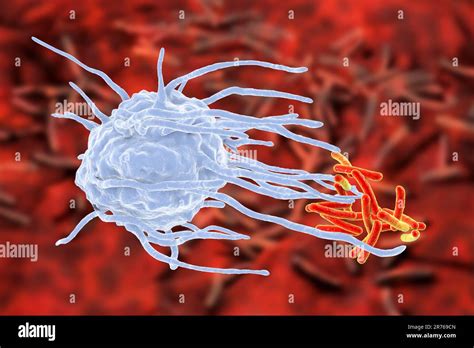 White Blood Cells Macrophages