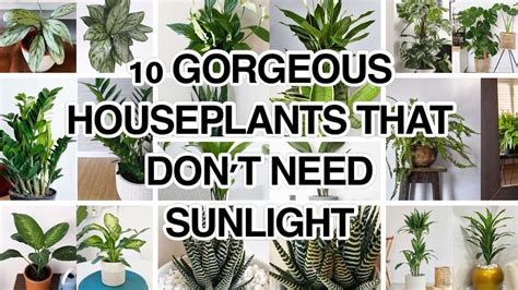 10 Of The Best Indoor Plants That Dont Need Sunlight Youtube