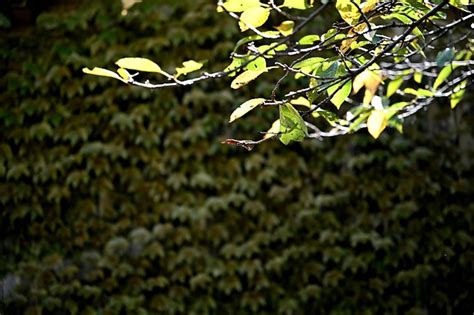 光 草 自然 Pixabay上的免费照片 Pixabay