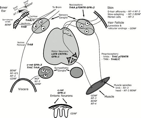 Summary Of Survival Functions Of Neurotrophins In The Peripheral Download Scientific Diagram
