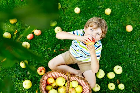 아름 다운 금발 행복 한 아이 소년 따기와 유기농 농장 가을 야외에서 빨간 사과를 먹고 재미 있는 작은 유치원 아이는 국내 정원 과수원에서 도움과 수확과 재미 가을에 대한
