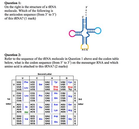 Solved Question On The Right Is The Structure Of A TRNA Chegg Com