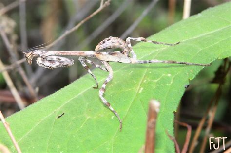 Pseudovates From 38786 Los Desmontes Gto México On June 25 2025 At