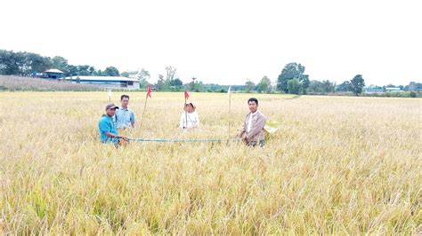 ခိုလမ်မြို့တွင် မိုးစပါးစံကွက်ရိတ်သိမ်းခြင်းဆောင်ရွက် Information And Public Relations Department