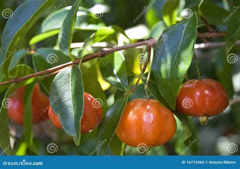 Brazilian Cherry Pitanga On Tree Stock Image Image Of Organic