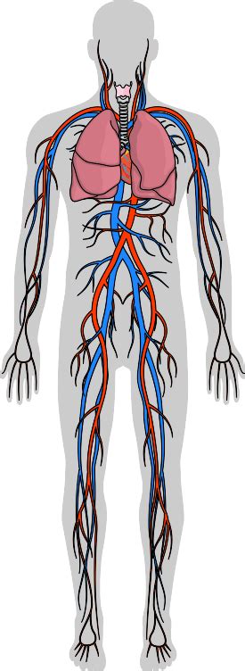 Circulatory Respiratory System Body Man Figure Science Figures