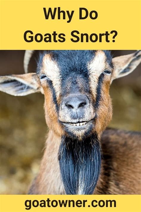 Why Do Goats Snort Answered Goat Owner