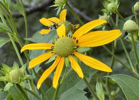 Common Cut Leaf Coneflower Rudbeckia Laciniata Virginia Native Plant Society