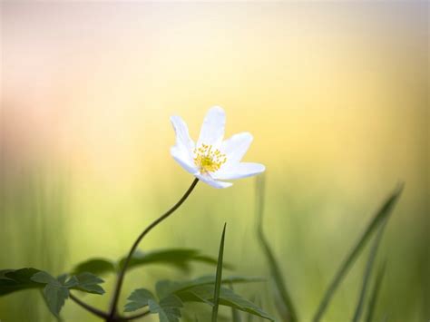 Free Download Hd Png Anemone Flower White Small Grass 4k Wallpaper Toppng