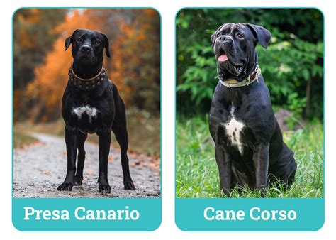 Presa Canario Vs Cane Corso The Main Differences With Pictures