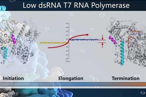 Hieff™ Low Dsrna T7 Rna Polymerase Mutants Empowering Mrna Vaccine An
