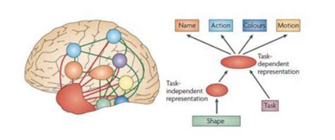 3 2 Semantic Memory Psych3014 Flashcards Quizlet