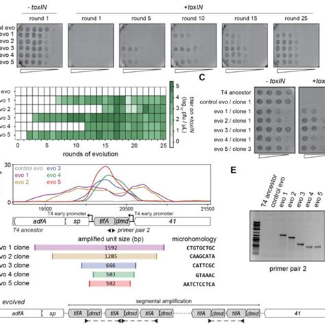 Unique Recombination Events Generate Dmd Tifa Amplifications In Download Scientific Diagram