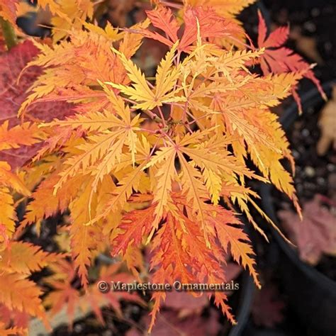 Patsy Maplestone Ornamentals