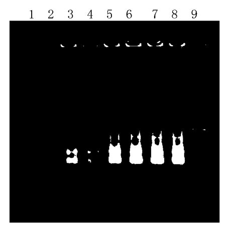 Loop Mediated Isothermal Amplification Detection Primer Group Detection Method And Kit For