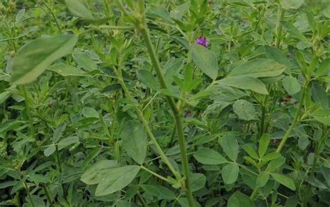 紫花苜蓿是什么植物？ 蜜源植物 酷蜜蜂