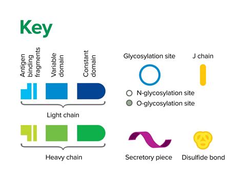 Immunoglobulin Classes