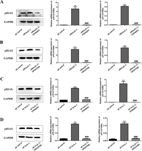 Mapk Inhibitors Reversed The Up Regulation Senescence In Bmal1 Or Clock Download Scientific
