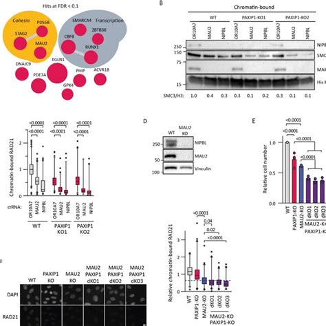 The Role Of Paxip1 In Maintaining Chromatin Bound Cohesin Depends On