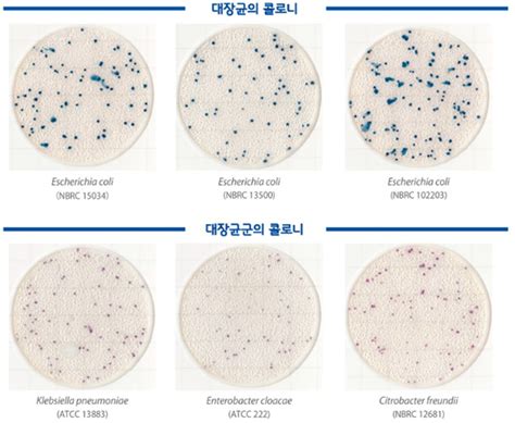 3m 페트리필름건조필름배지을 이용한 대장균 검출 질문 Bric