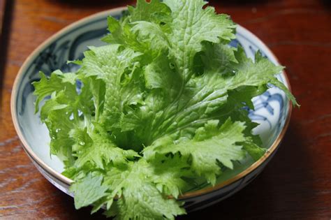 わさび菜 日本の食べ物用語辞典