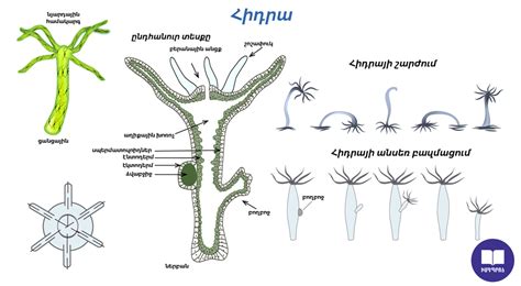 Աղեխորշավորների նյարդային համակարգը և բազմացումը — դաս։ Կենսաբանություն 7 րդ դասարան