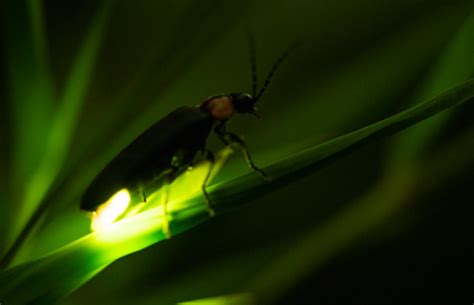 Could Lightning Bugs Be Disappearing The Beaver Fm