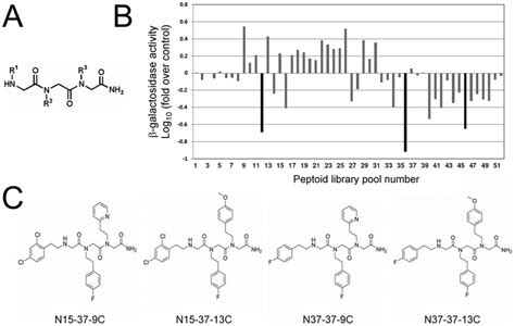 Peptoid Combinatorial Libraries As Sources Of Structures That