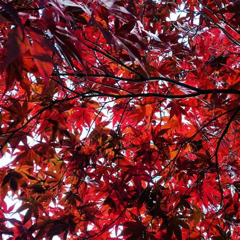 Premium Photo Low Angle View Of Maple Tree Premium Photo Low Angle View Of Maple Tree