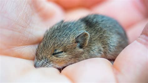 Man Rescues Shivering Tiny Mouse Welcomes Her As Daily Work Companion