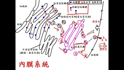 基礎生物1 2 27內膜系統細胞核內質網高基氏體核糖體食砲溶體細胞膜的關係一誠 YouTube