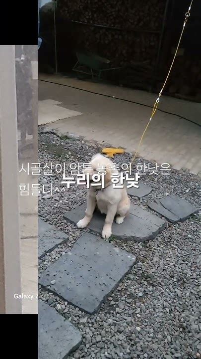 집주인께서 더운 한낮 밭에 풀과 씨름하고 누리는 그것을 애타게 바라봄 ㅋㅋ♡♡ Youtube