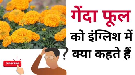 गेंदा फूल को इंग्लिश में क्या कहते है🤔 Genda Ko English Mein Kya Kahte