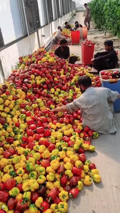 Tauseef Ahmad Posted On Linkedin