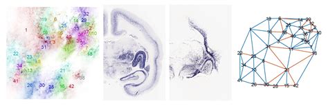 Subcortical Sensory Circuits From Perception To Behavior