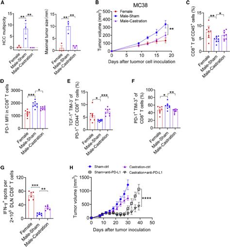Androgen Receptor Mediated CD T Cell Stemness Programs Drive Sex Differences In Antitumor