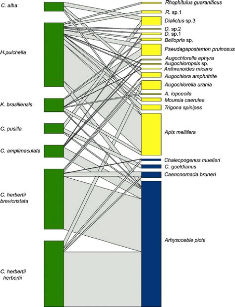 Network Representation Of Plant Pollinator Interactions Observed Plant