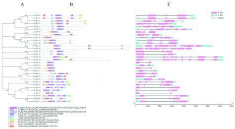 Alignment And Conserved Domains Logo Of Conserved Domains Sequence Of Download Scientific